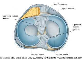 FisioApp: Yebda, del Granda FC, rotura ligamento cruzado anterior y ...