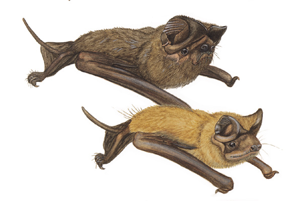 Argentina nativa: Moloso orejón grande (Eumops perotis)