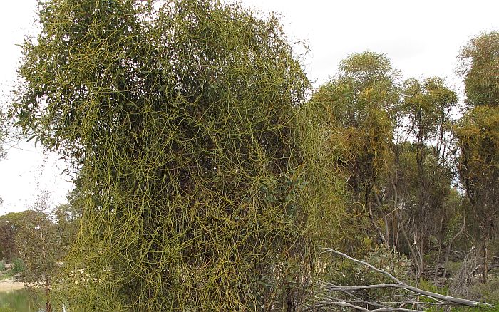 Esperance Wildflowers: Cassytha melantha - Large Dodder Laurel