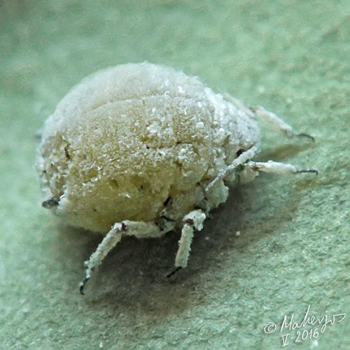 Biodiversidad Costa Granadina y ... (Fauna): Pulgón ceniciento de la ...