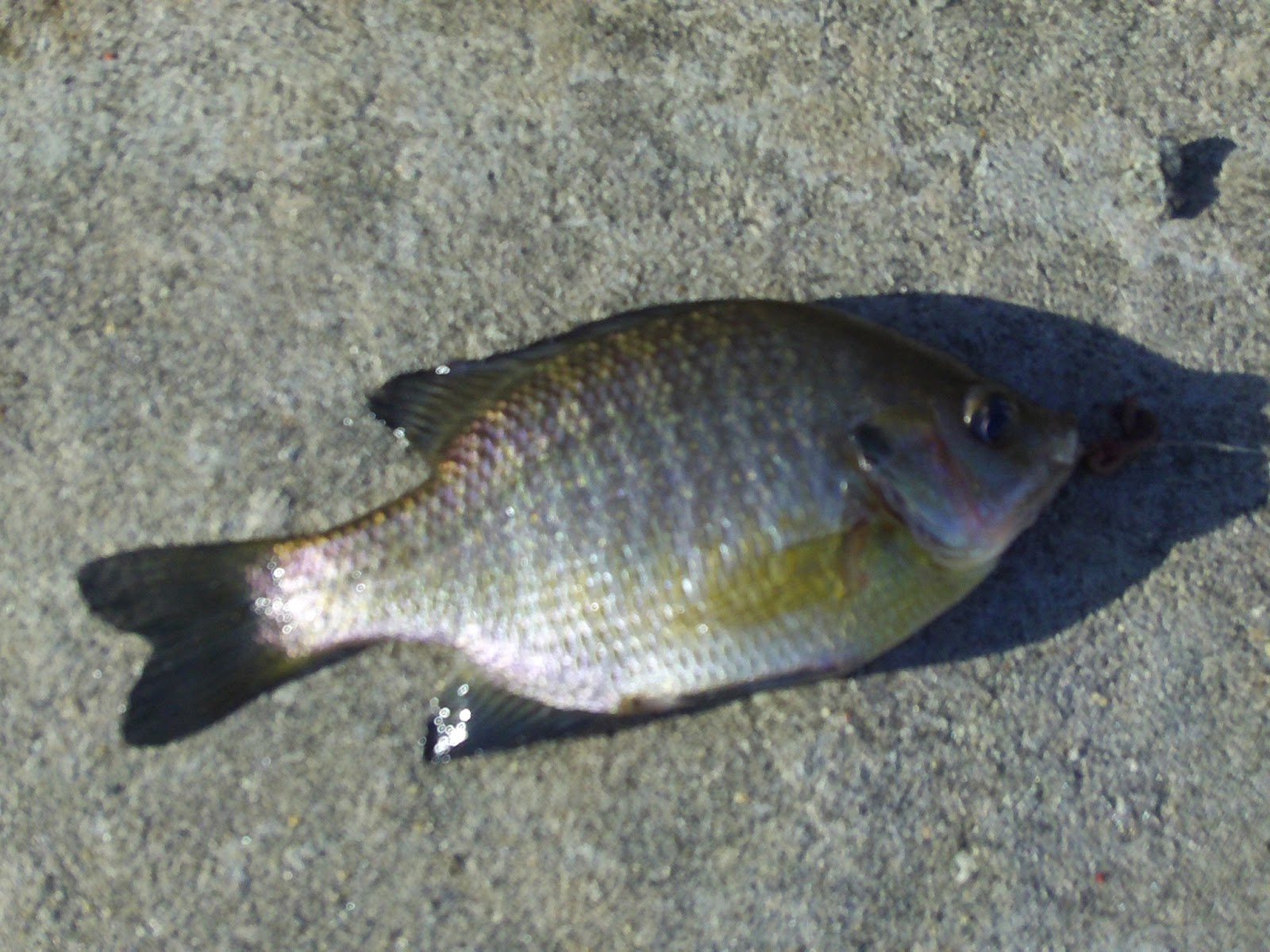 fishing in philadelphia