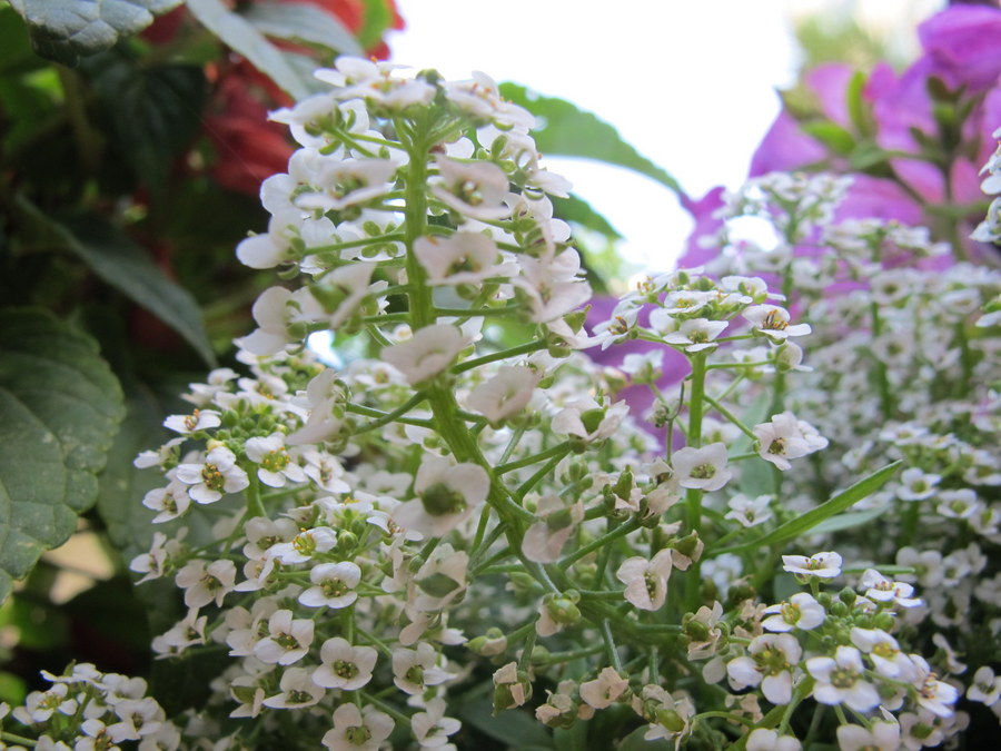 FLORA NEL SALENTO e.. anche altrove: Lobularia maritima (L.) Desv ...