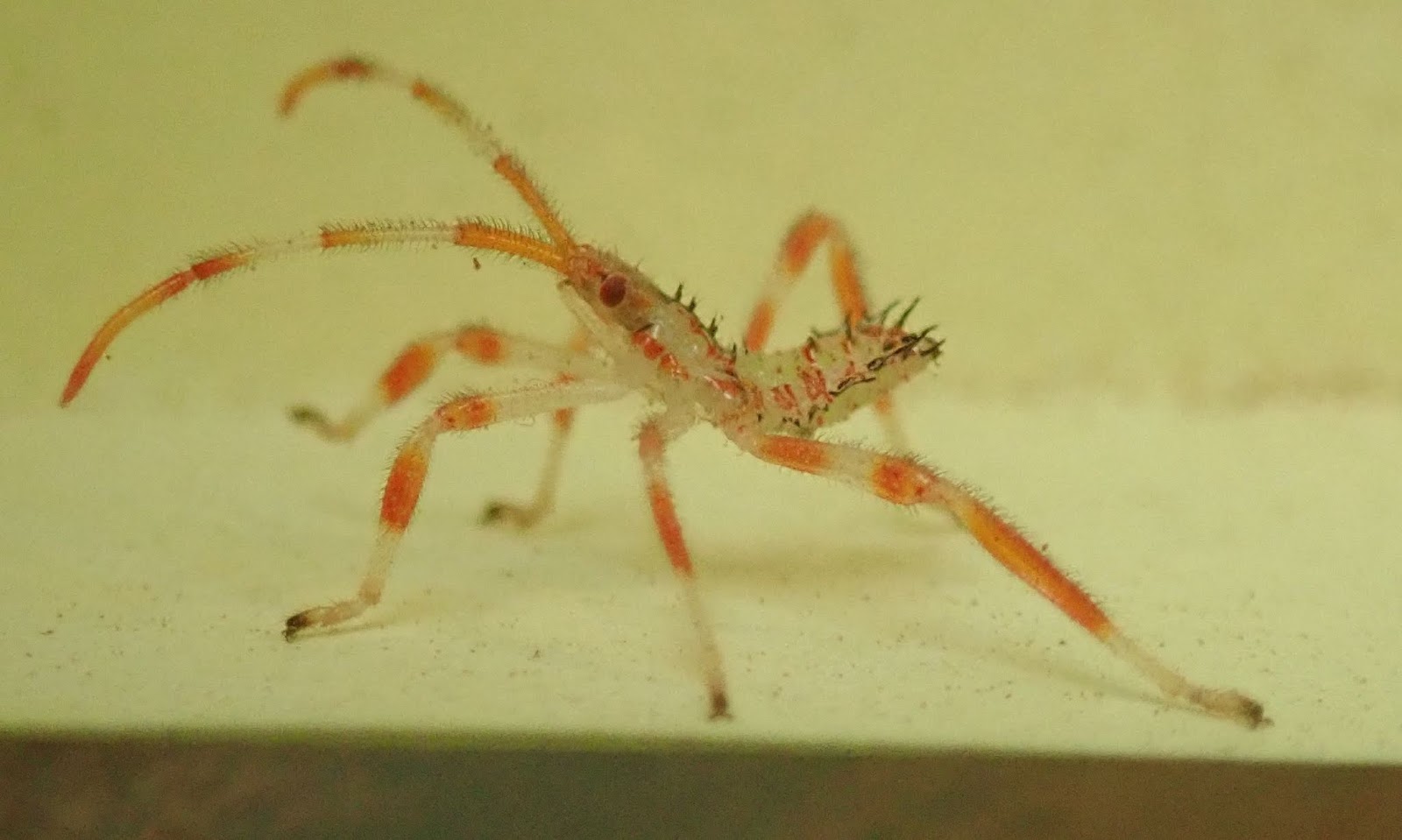 Springfield Plateau: Leaf-foot Bug Birth