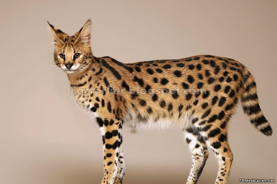 10 Percampuran Hewan Paling Menarik