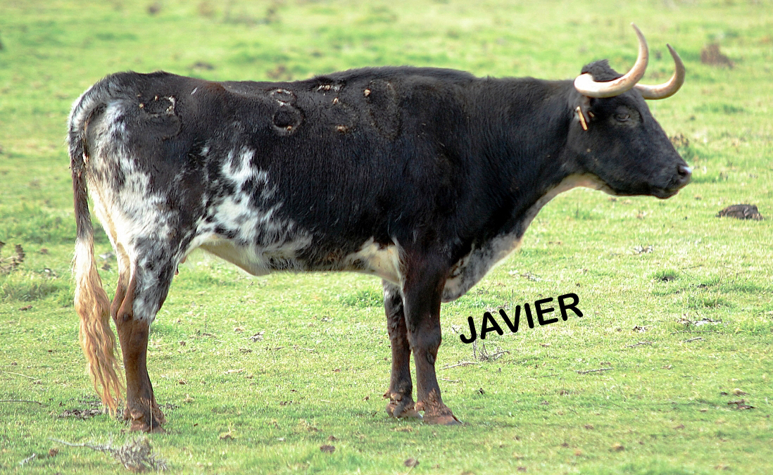 ambitotoros: LAS DAMAS “LISARDAS” DE LA GANADERÍA DE “LOS BAYONES”