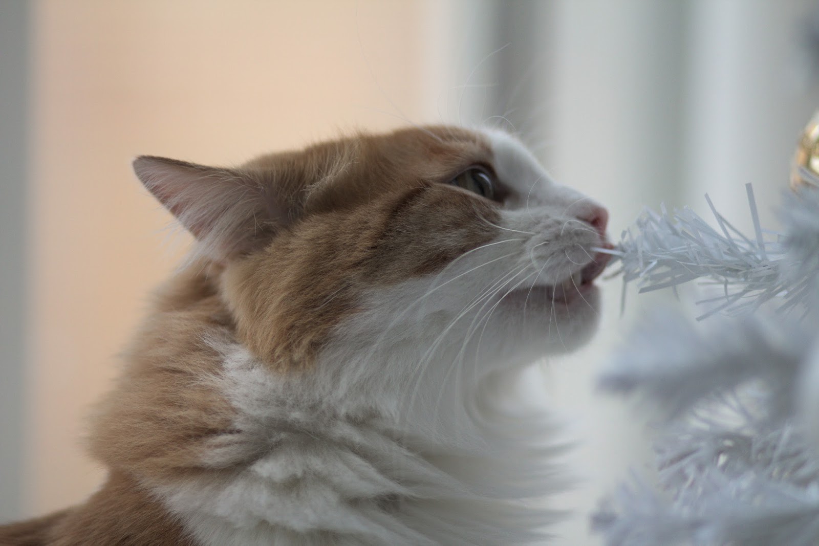 Smug grown kitten and his siblings