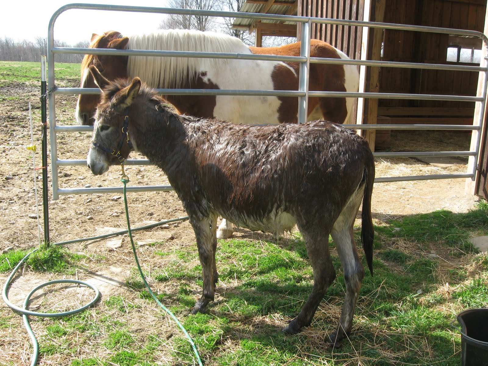 The Dancing Donkey: Emma gives grooming lessons