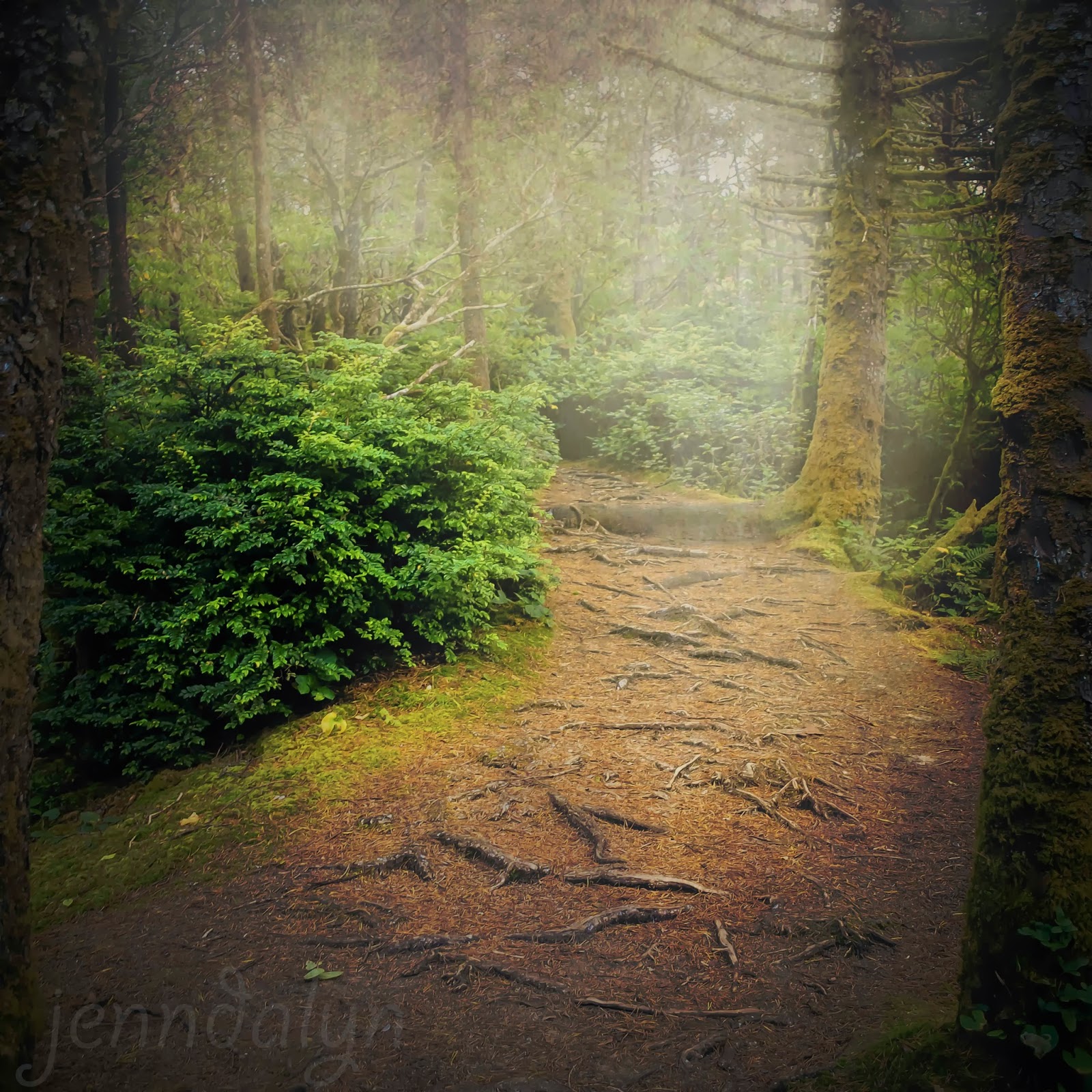 Create More Light: Oregon's Hobbit Trail: A Real Enchanted Forest.