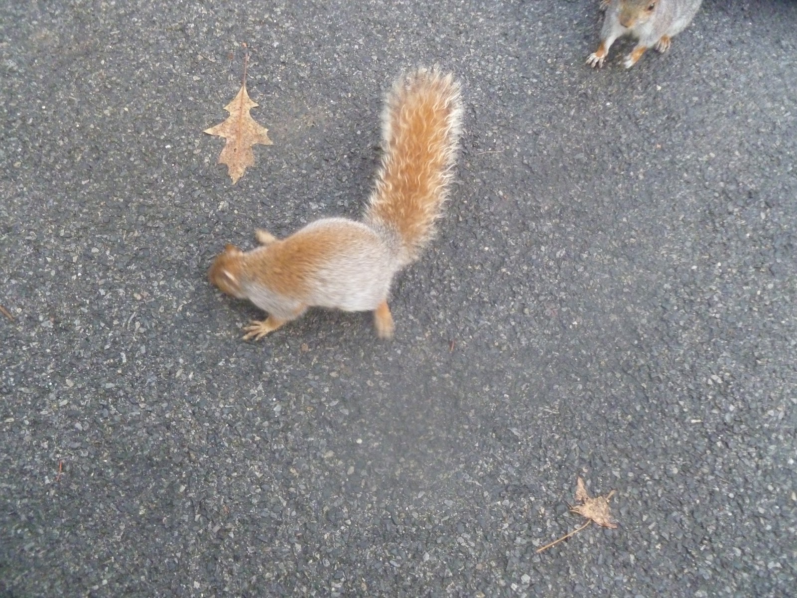 The New York Squirrel: Is Orange the New Black?