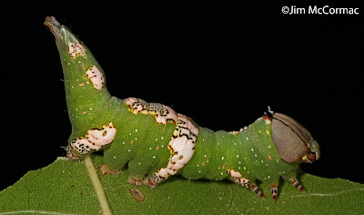 Ohio Birds and Biodiversity: Photography Workshop: September 23-25