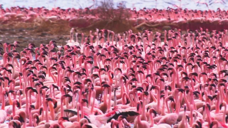 NickALive!: Nick Jr. Italy To Premiere 'Zoofari' On Monday 16th July 2018