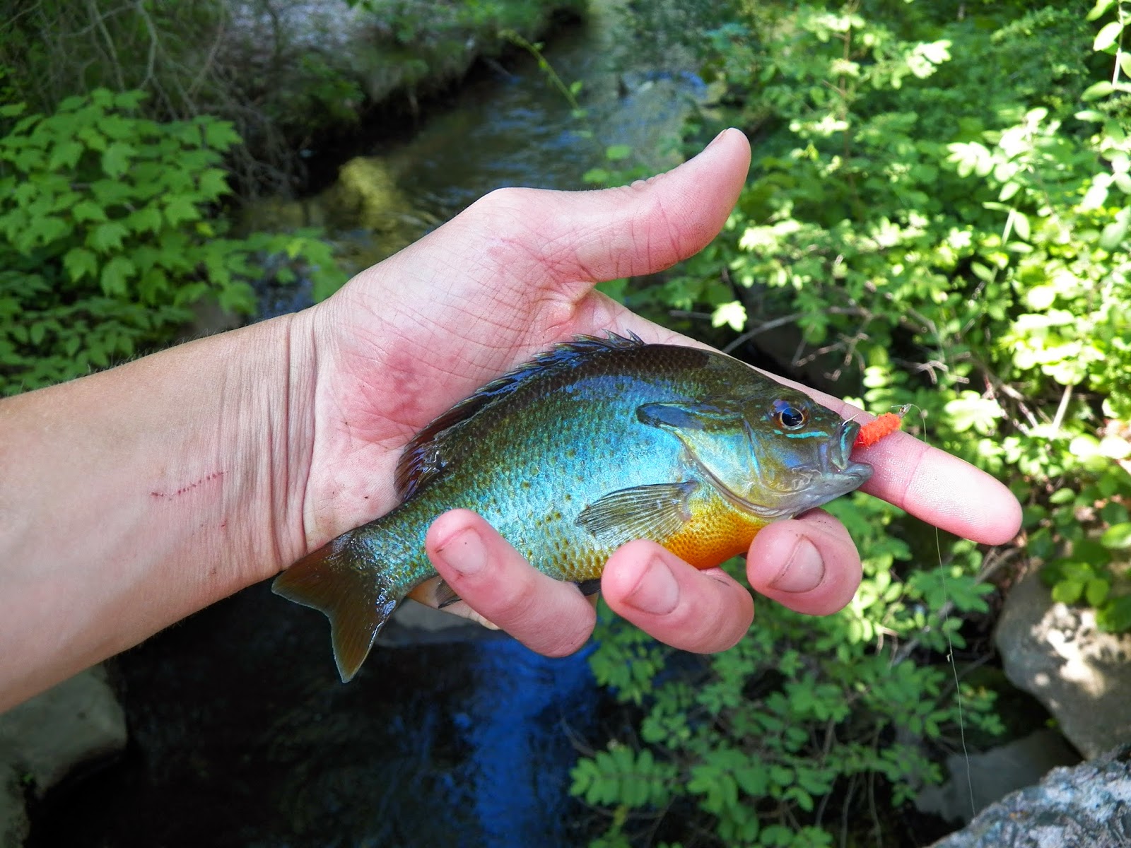 Connecticut Fly Angler: Small Stream Panfish