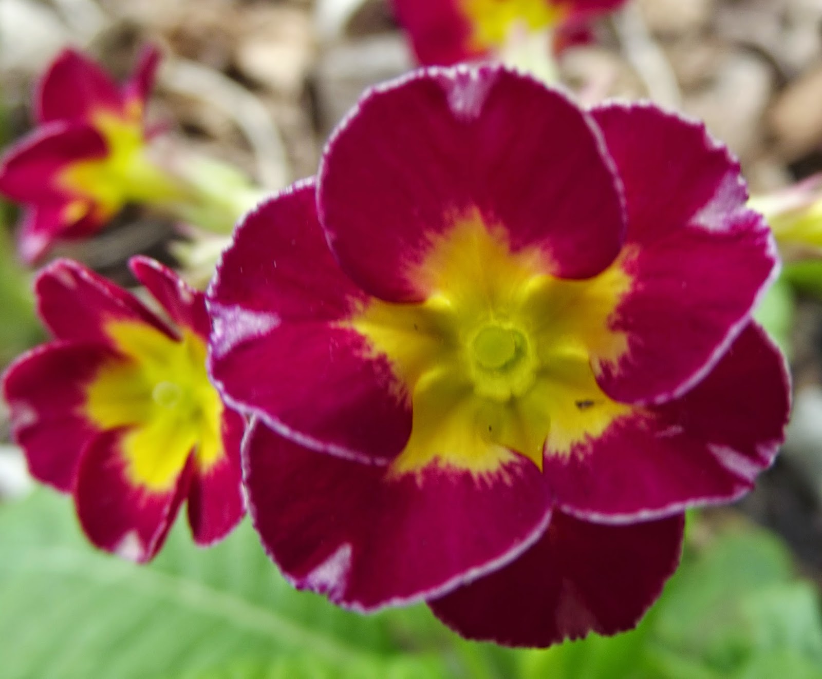 In The Garden: Unusual Primula