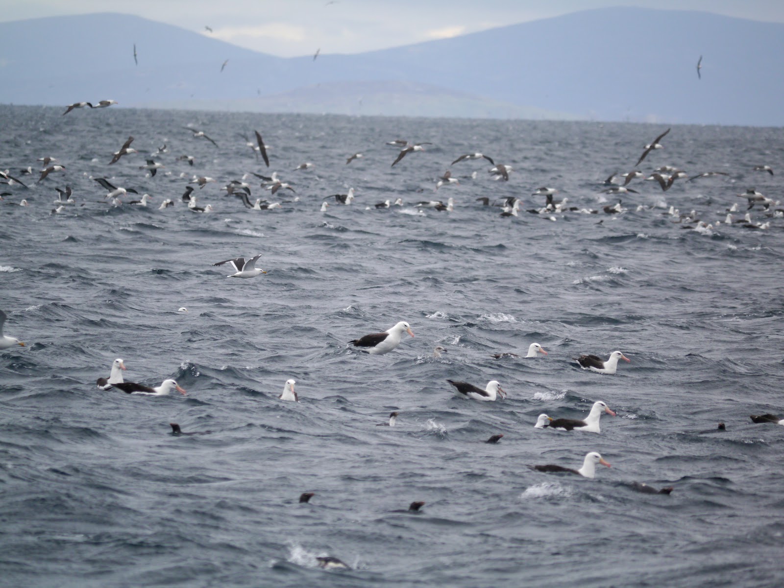 Polyolbion: Albert Ross and friends