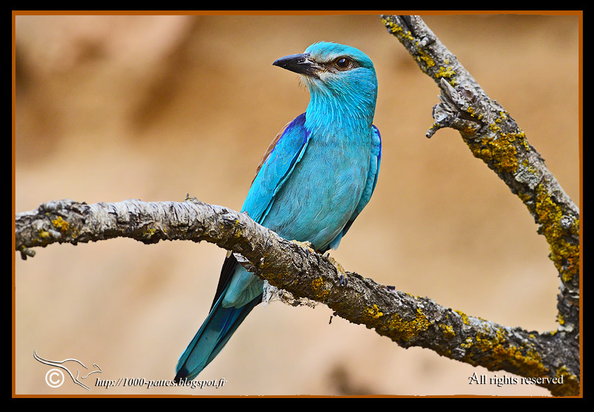 WILDLIFE GATEWAY: Les Plus Beaux Oiseaux de France, Marc Duquet