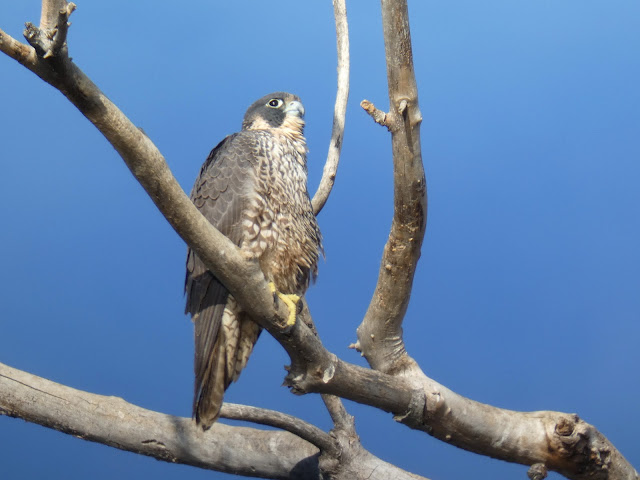 Geotripper's California Birds: Back From the Brink: Peregrine Falcon at ...