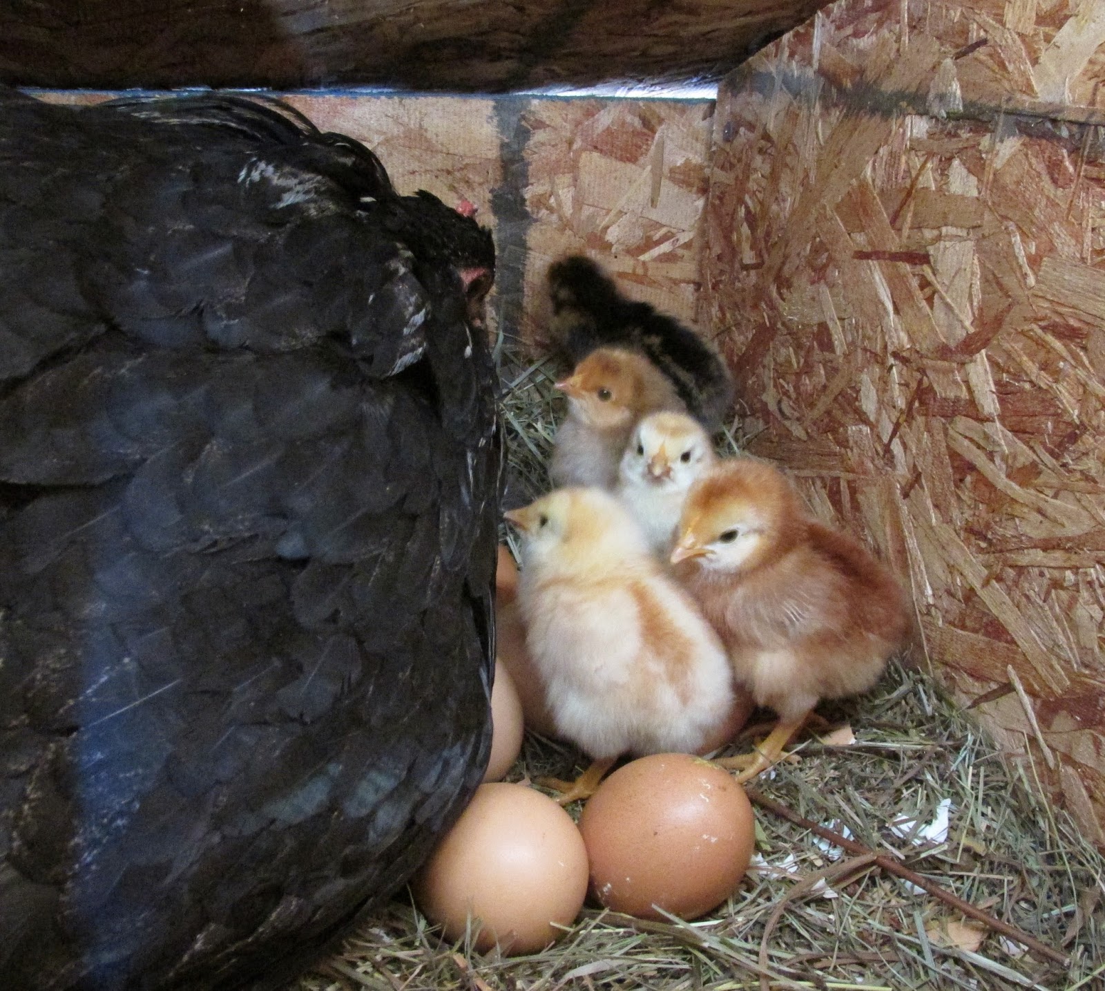 Lally Broch Farm: A Maine Family Homestead: Mother Hen Hatches Her Nest