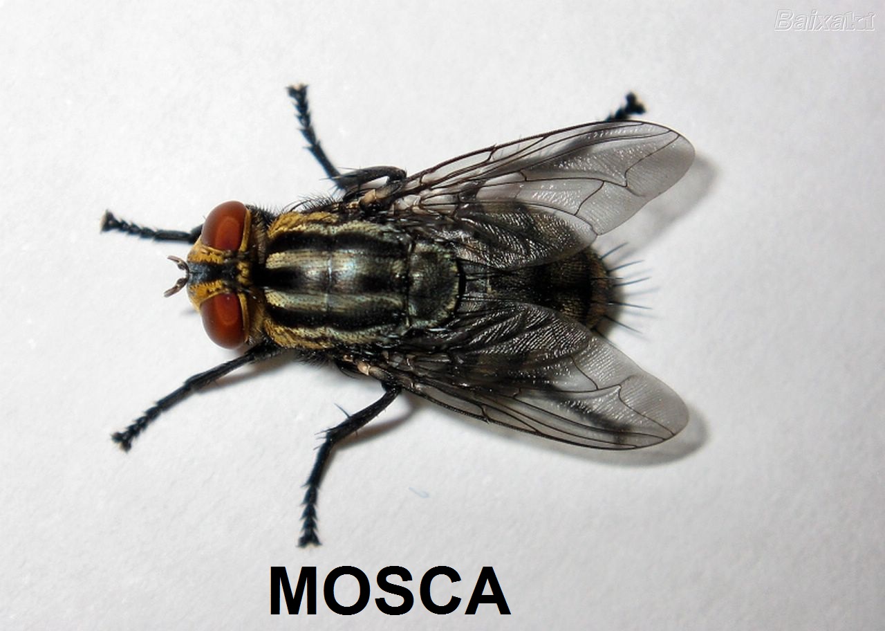 BIBOCA AMBIENTAL : MOSCA X MOSQUITO