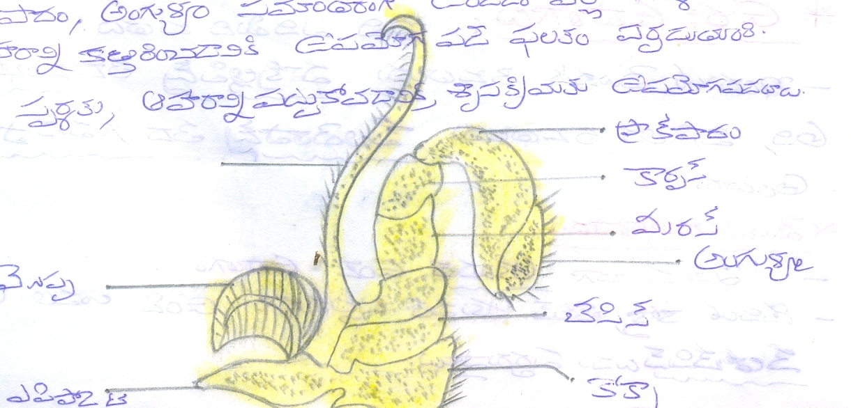 Zoology in the Classroom: PRAWN DIAGRAMS