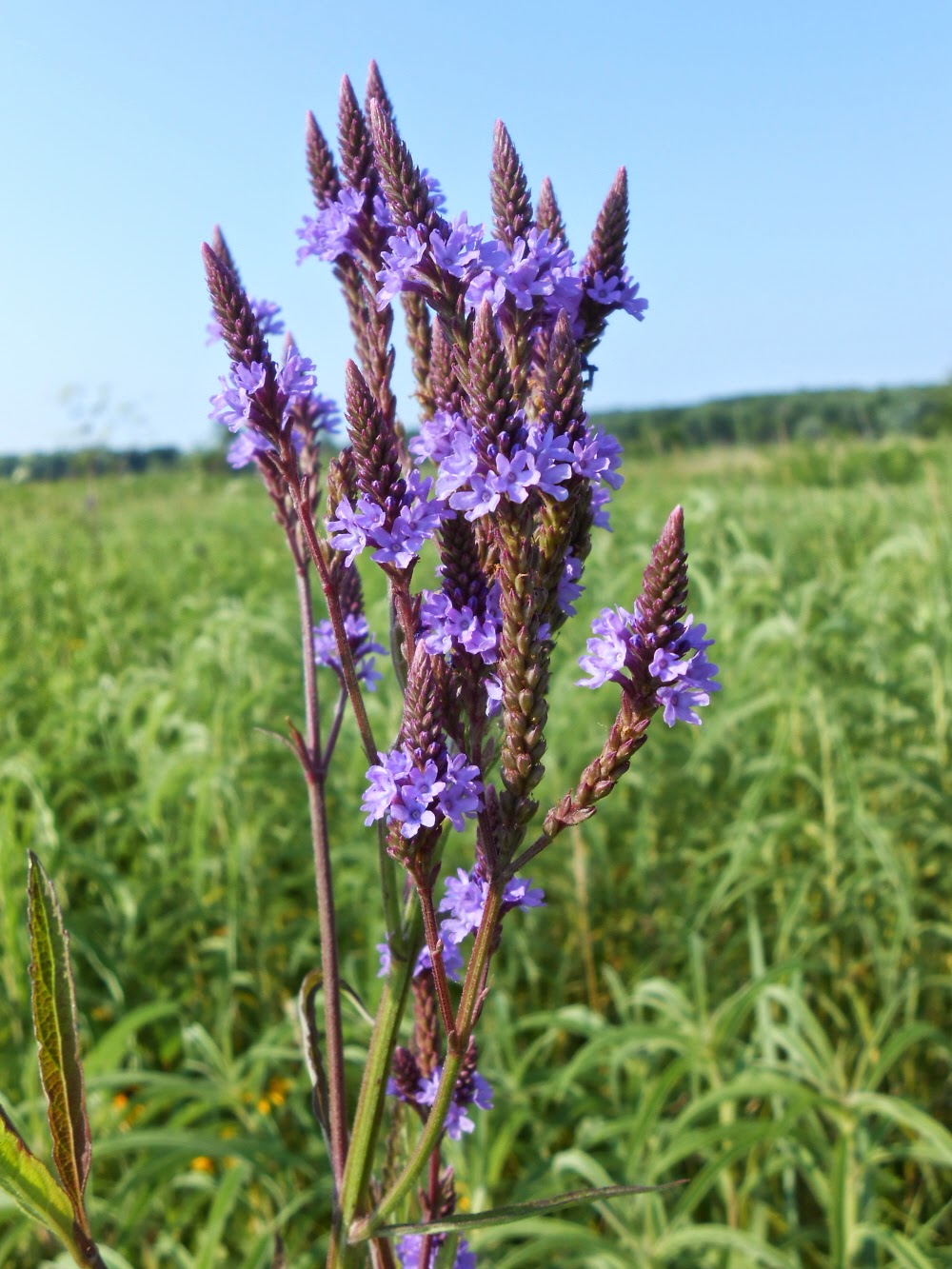 The Lucas Countyan: Blue Vervain