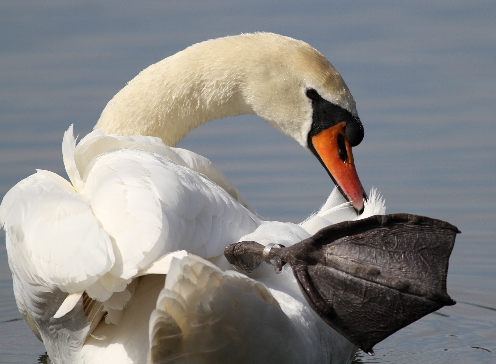 Brian's birding blog: Garden Warbler moves the year list along