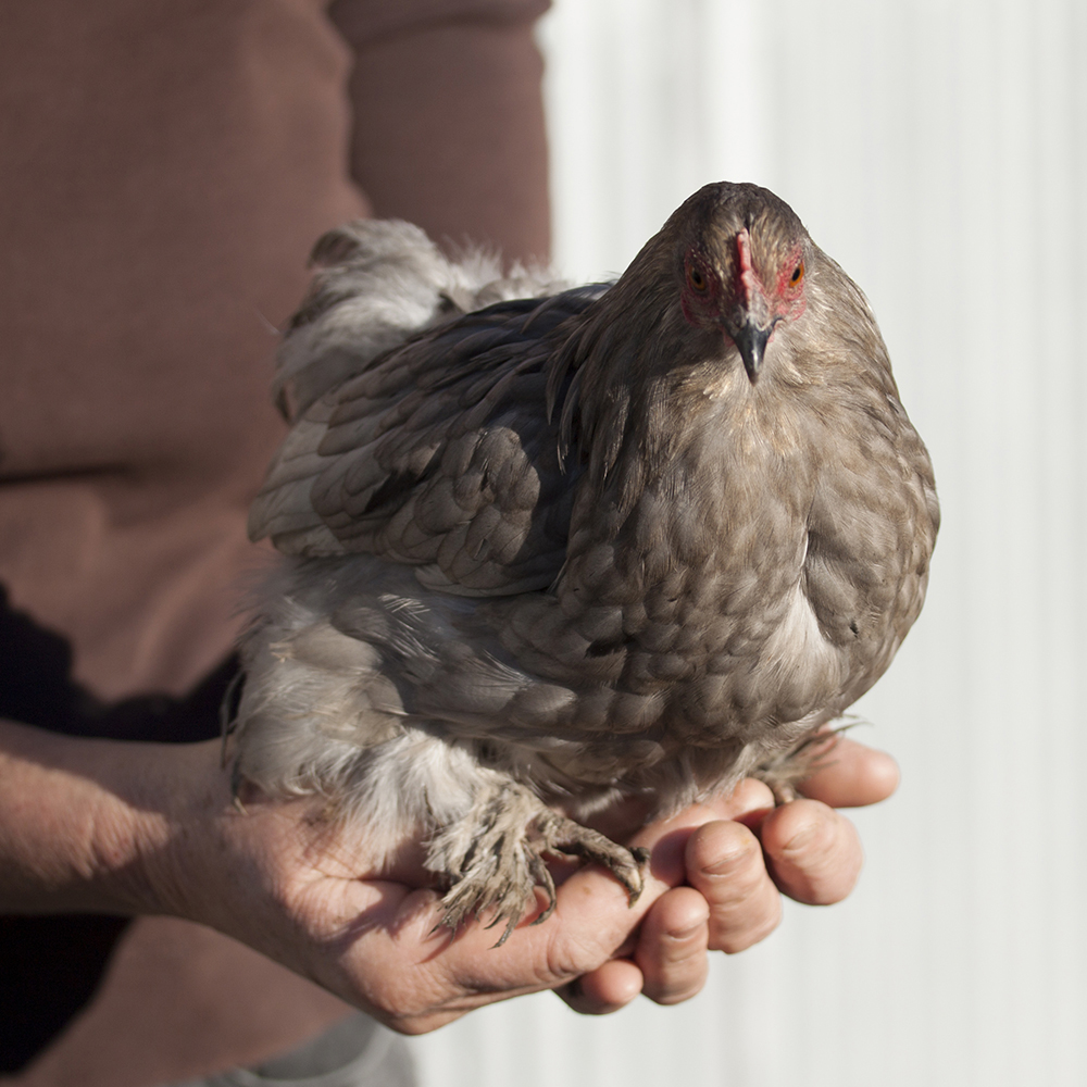 eksterhuis: Having a Chicken Sale!