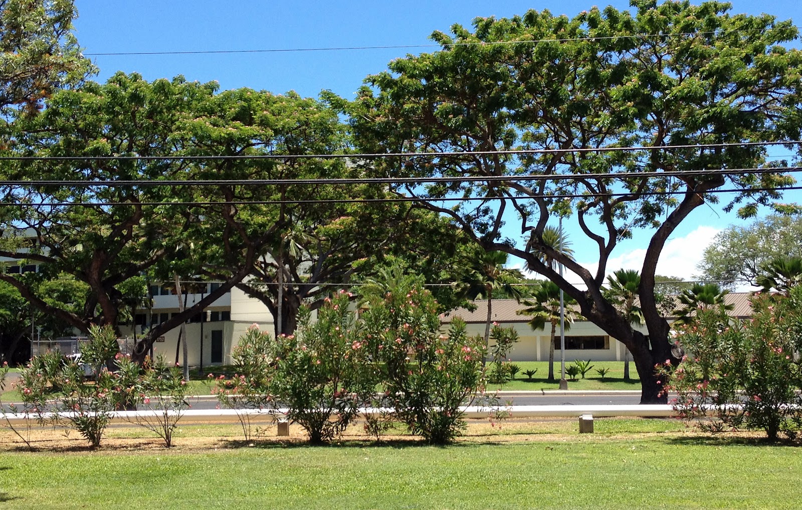 The Walking Hawaiian