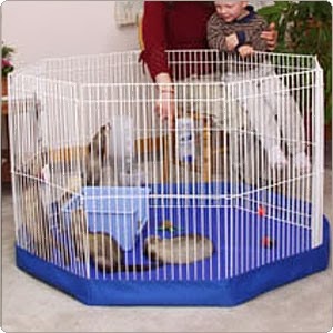 Mascotas de Casa: Como escoger la mejor casa para nuestra mascota