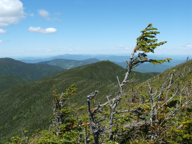 Rock n Runner: Krummholz