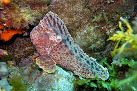 Real Monstrosities: Australian Prowfish