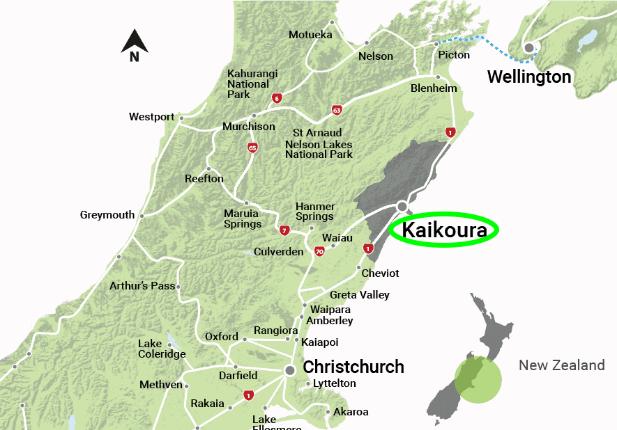 The Speckled Hatchback: Post #156 - Birdwatching in New Zealand, part 4 ...