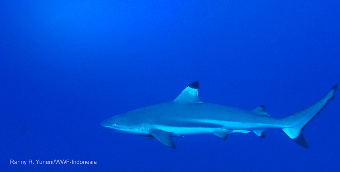 Indonesia Sungguh Indah: Mekko: Asa Dari Laut