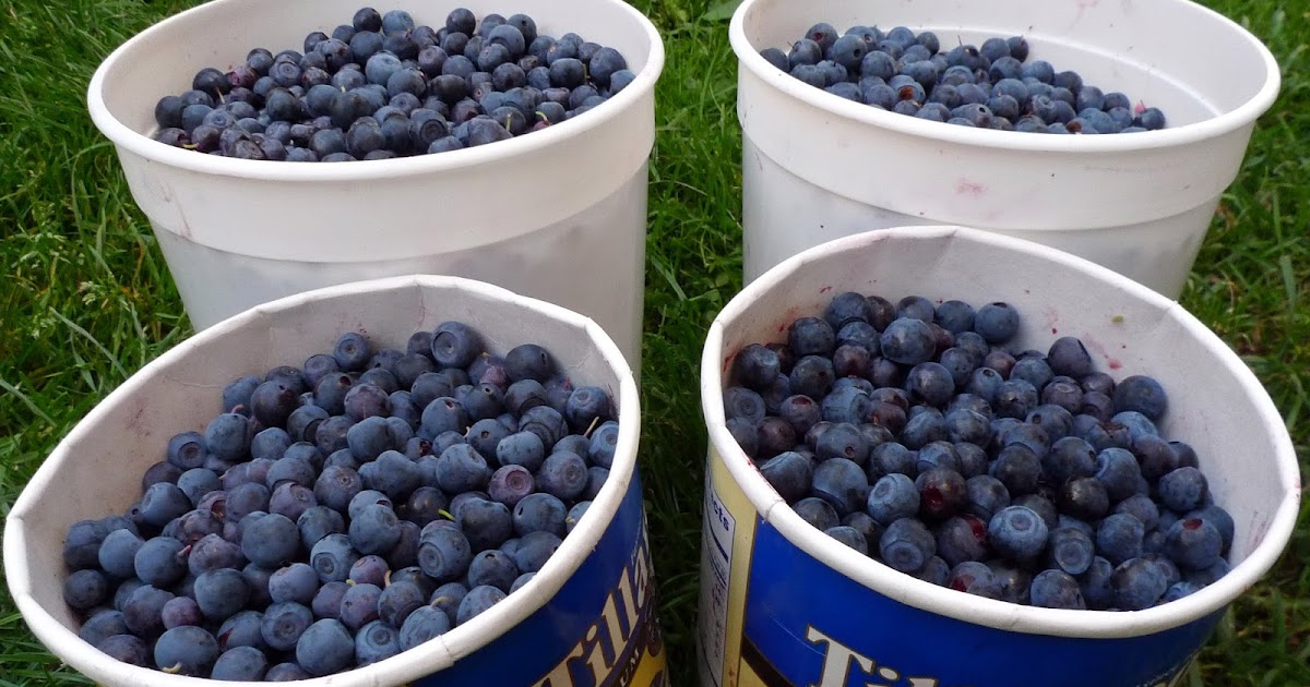 Wild Harvests: Mountain Berries: Huckleberries, Bilberries, and ...