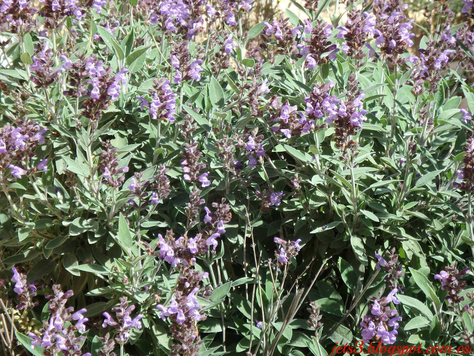 Salvia Officinalis (Salvia, Salima, Savia etc.)