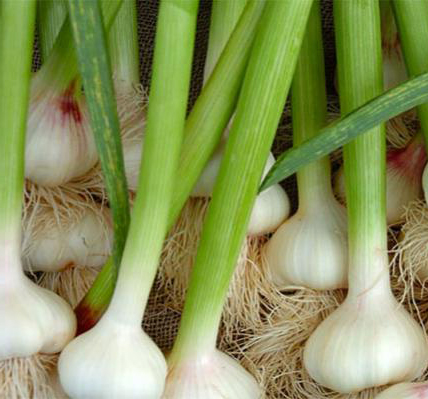 Salud Natural - Natural Health: CEBOLLIN