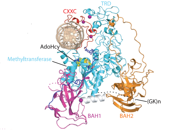 Structure-Based Mechanistic Insights into DNMT1-Mediated Maintenance ...