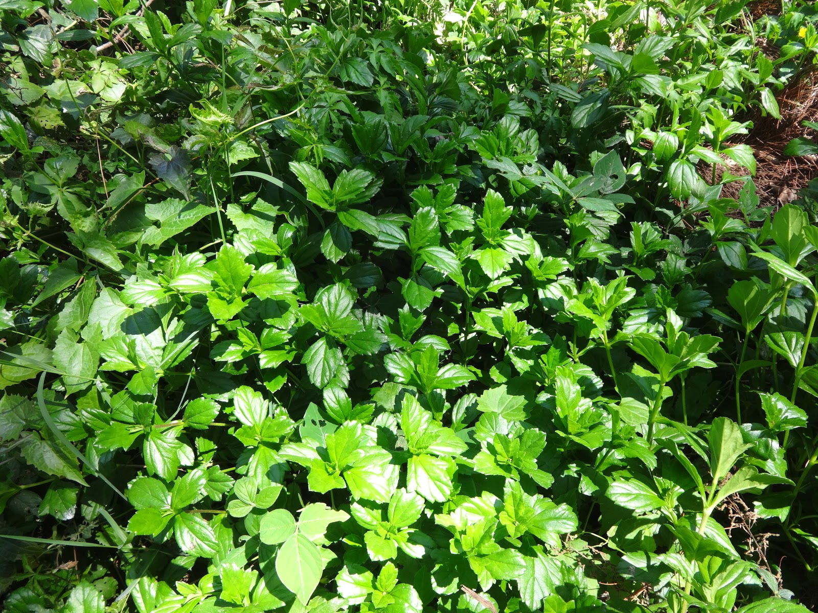 Herbs from Distant Lands: Wedelia - Wedelia chinensis - trilobata ...