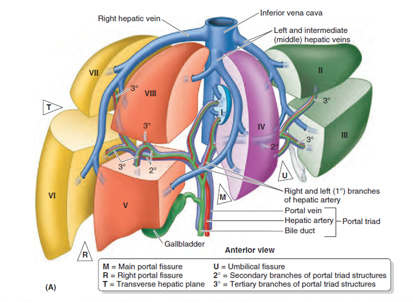 Ecografía en Atención Primaria: SEGMENTOS HEPÁTICOS