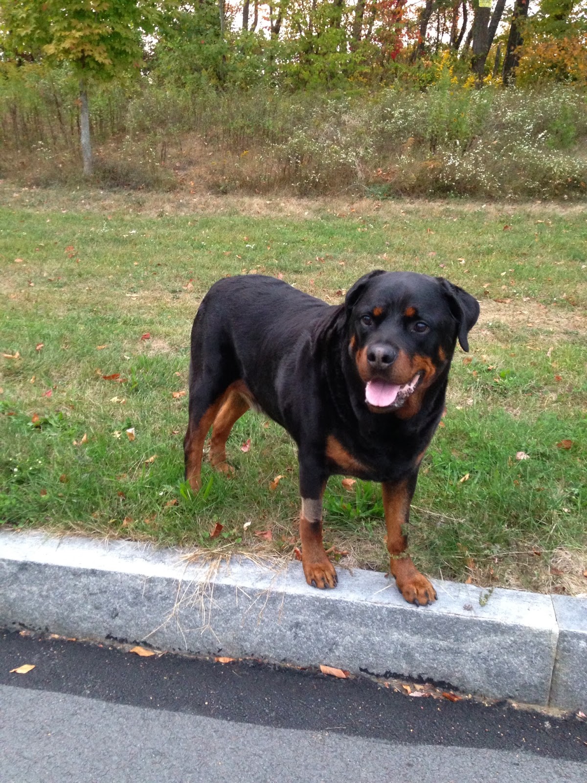Life With Beagle: Living with diabetes: Meet Loki the rottweiler
