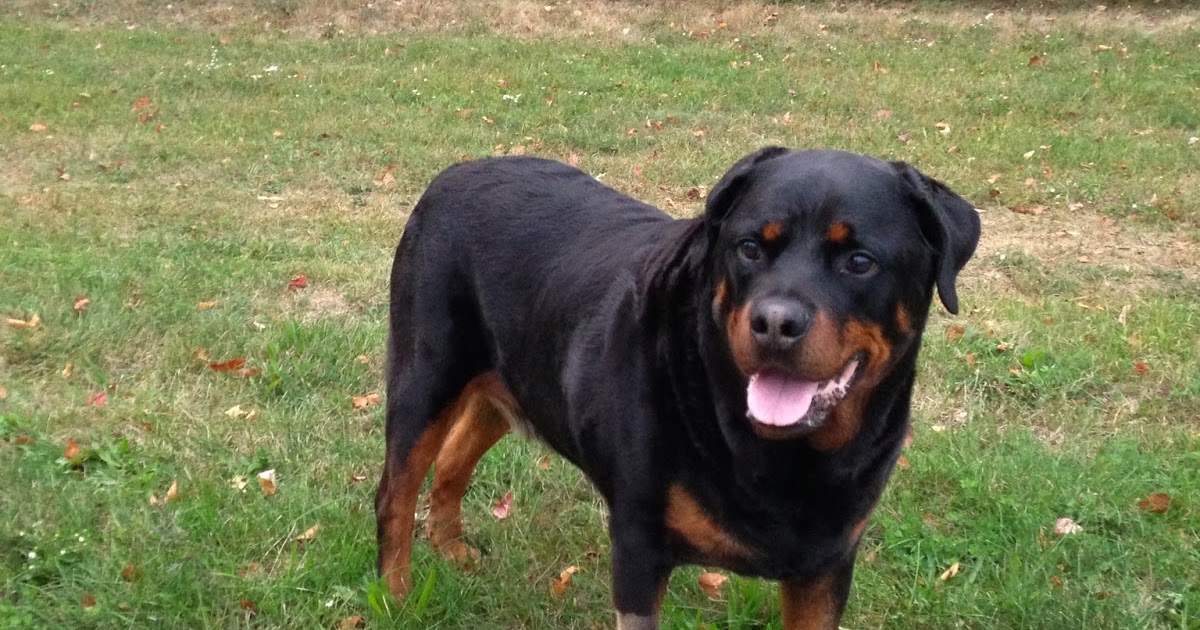 Life With Beagle: Living with diabetes: Meet Loki the rottweiler