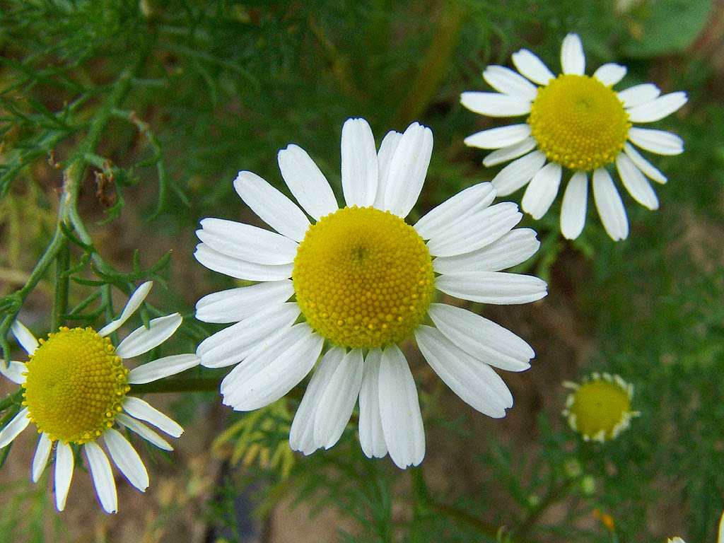 Yanga Balance: Kamille: Matricaria chamomilla