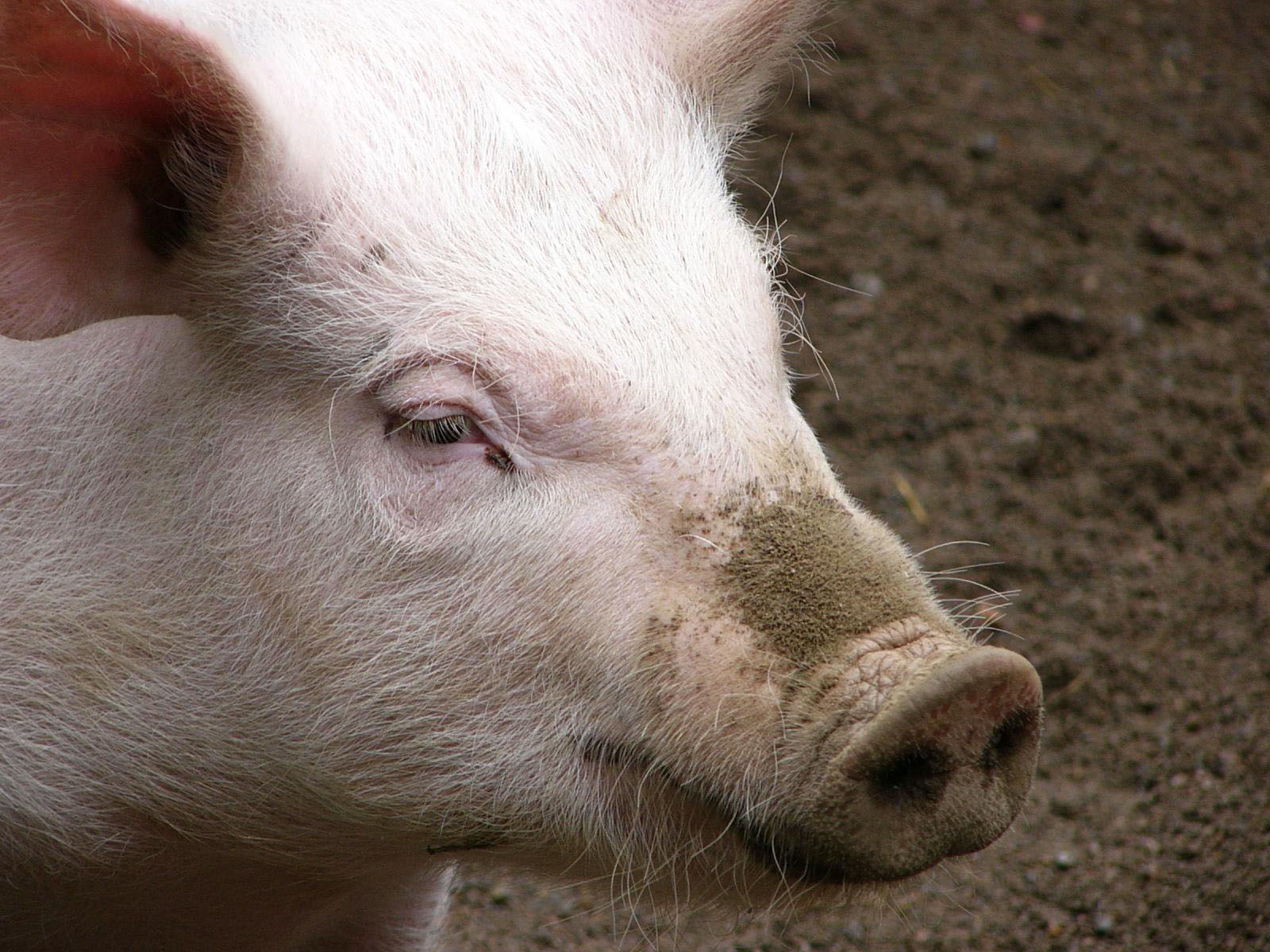 Varkens Achtergronden