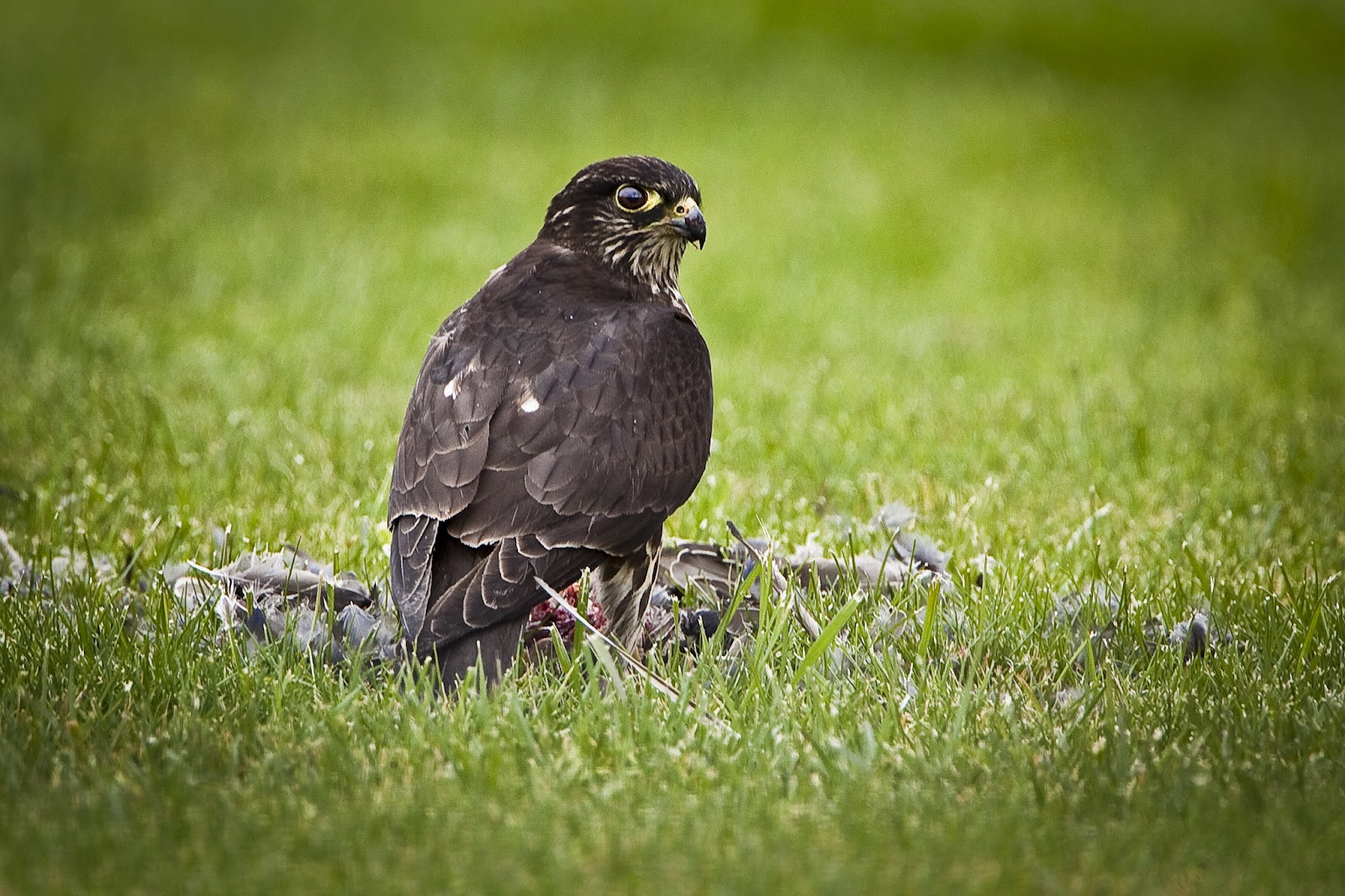 Eyes On Photography Galleries: Birds