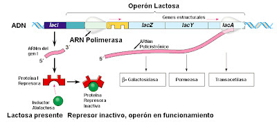 El-Biologo-Confundido: 6.2.2 MODIFICACIONES POSTRANSCRIPCIONALES DEL ...