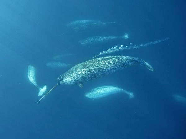 The most significant and unique creature: THE Narwhal