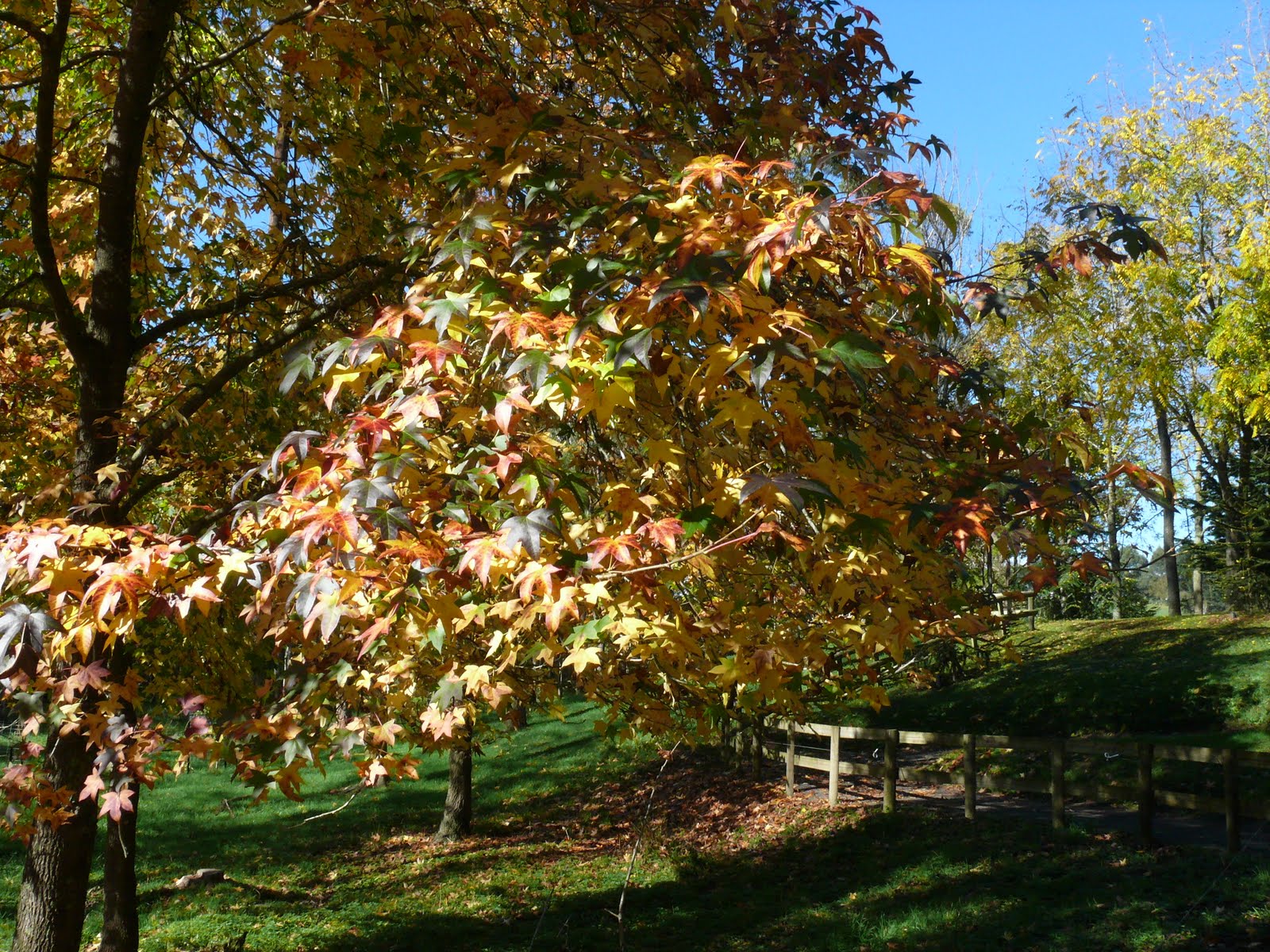an extension to Grrr's mind...: Taitua Arboretum in Autumn