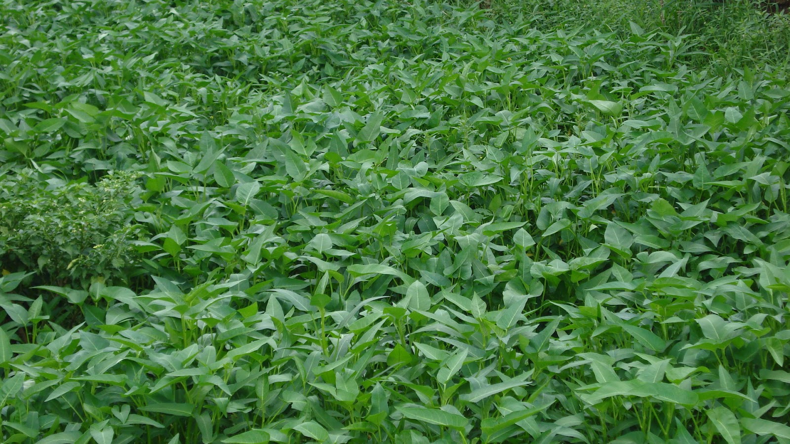 Khasiat dan Kandungan Kangkung Bagi Kesehatan ~ Welcome To My Blog