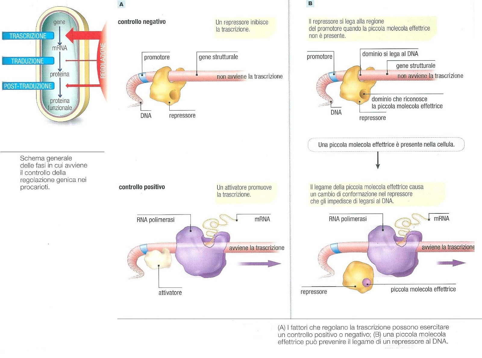 Portale Scientifico: Il controllo genico nei procarioti