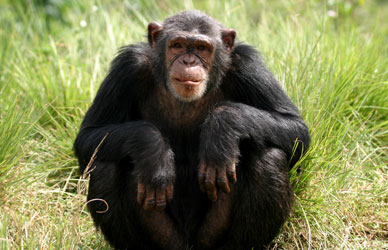 Chimpanzee | Wildlife Info and Photos-Images | The Wildlife