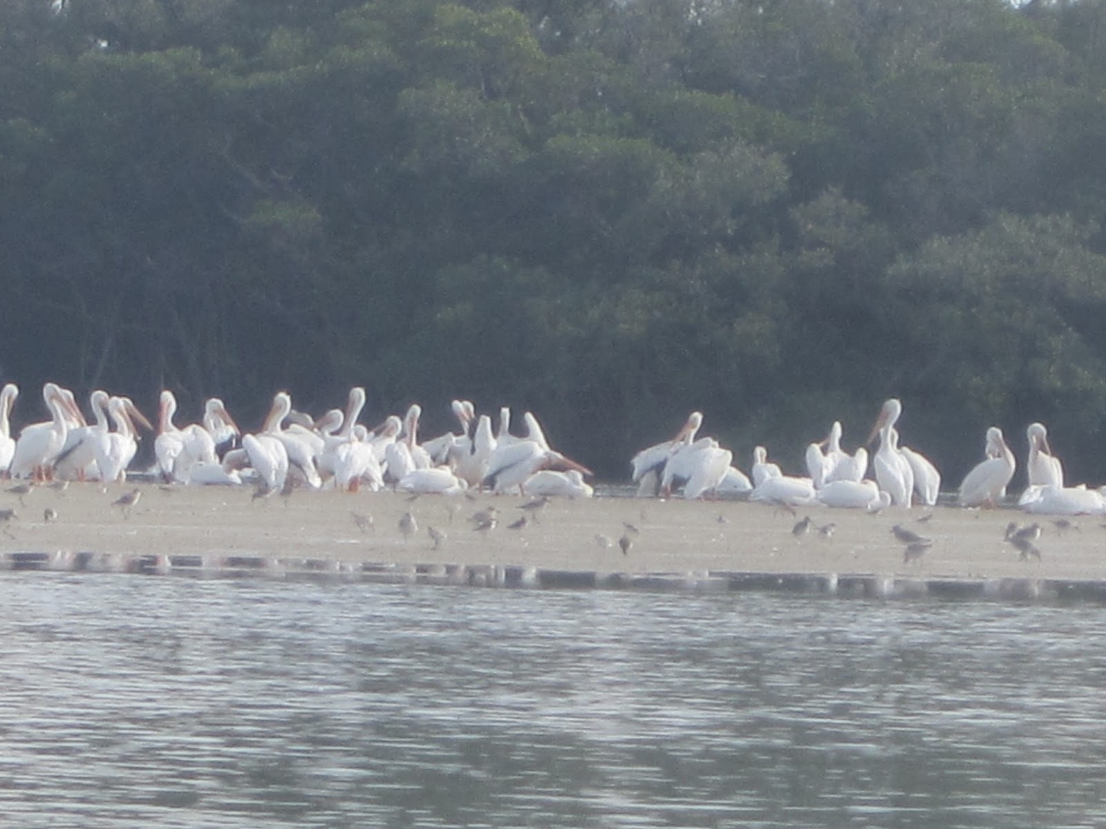 Dave's Yak Tales: Fort De Soto, Shell Key